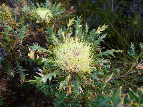 Banksia armata - PictureThis