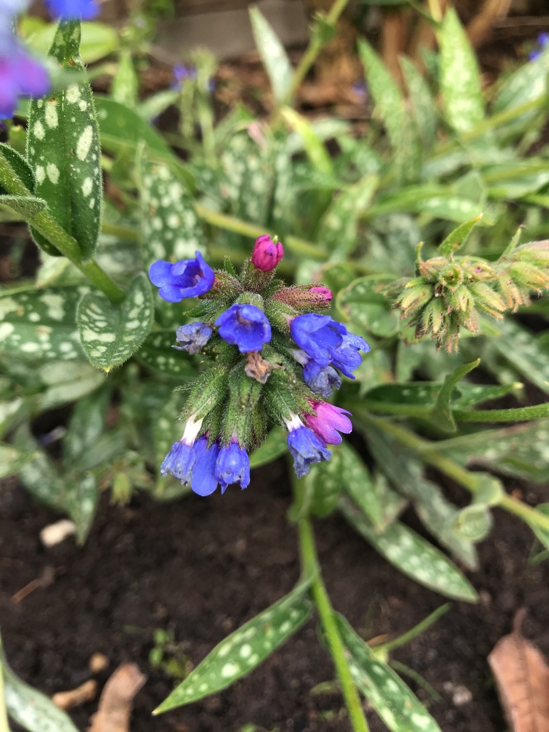 PictureThis - Pulmonaria longifolia