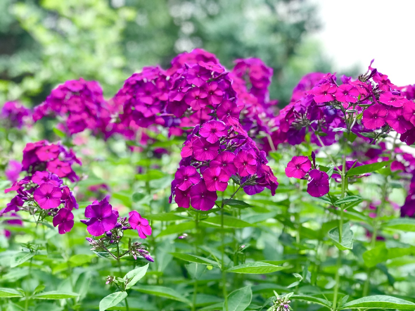 Phlox paniculata 'Starfire' - PictureThis