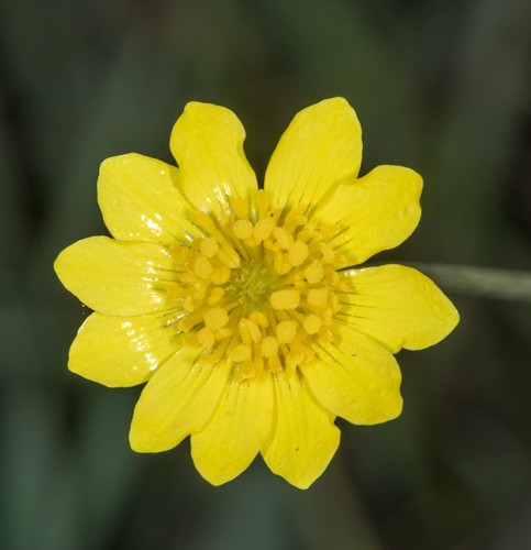 Ranunculus occidentalis - PictureThis