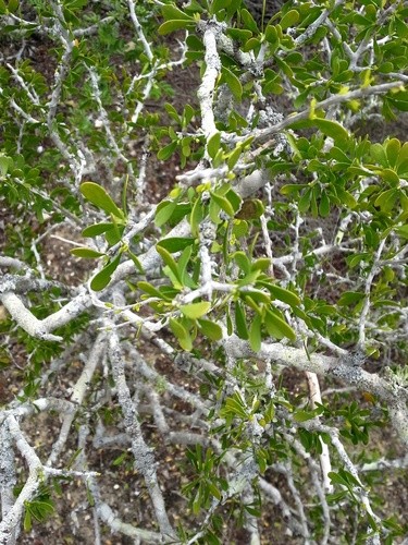 Schaefferia cuneifolia - PictureThis
