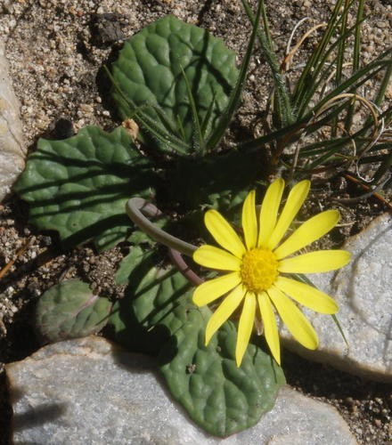 Othonna oleracea - PictureThis