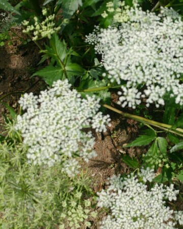 Angelica acutiloba - PictureThis