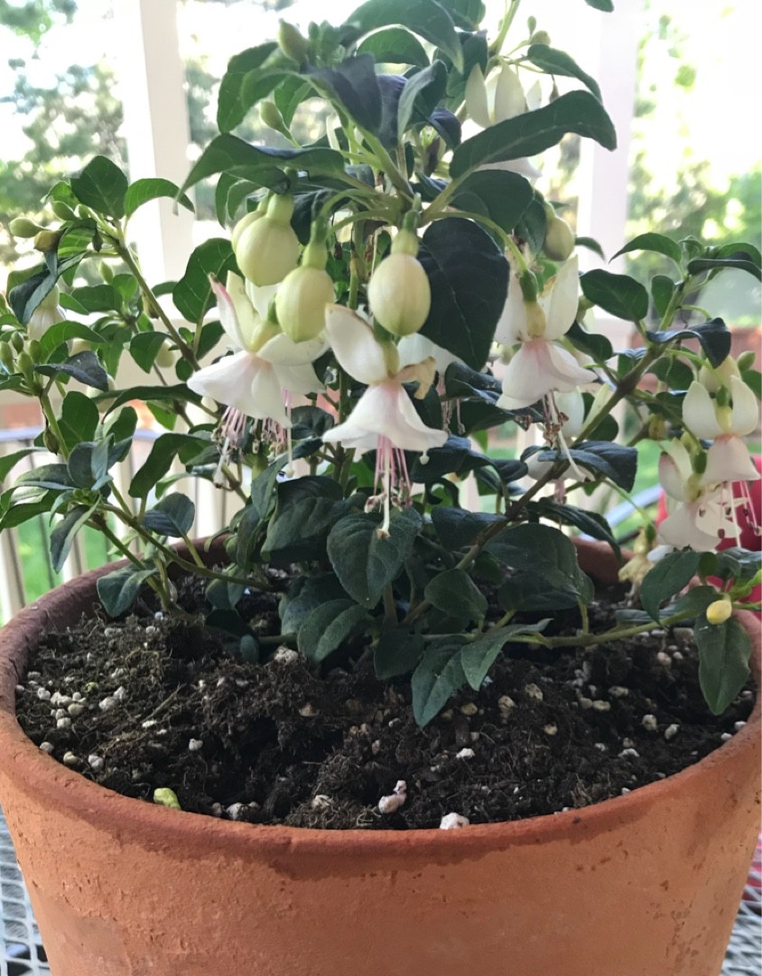 Fuchsia - PictureThis