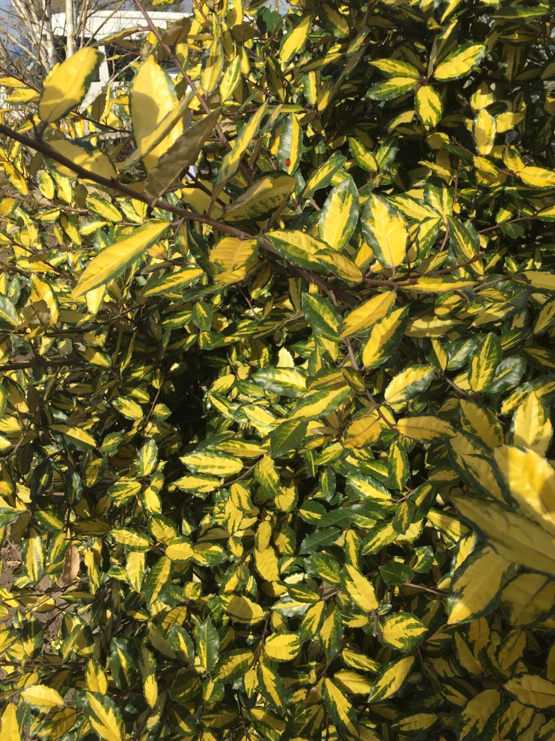 Elaeagnus pungens 'Maculata' - PictureThis