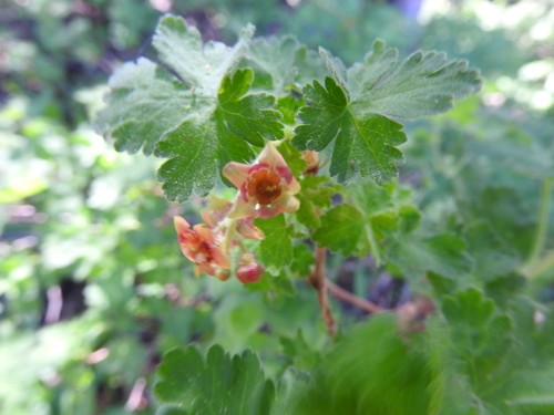 Ribes montigenum - PictureThis