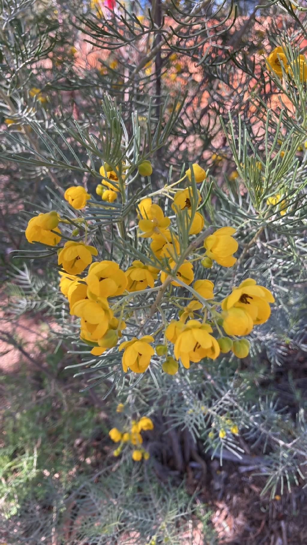 Casia plateada (Senna artemisioides) - PictureThis