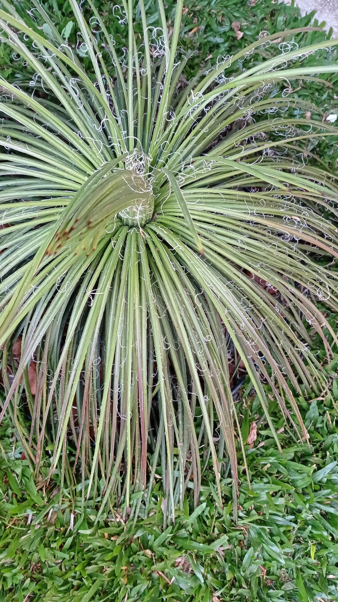 Agave geminiflora - PictureThis