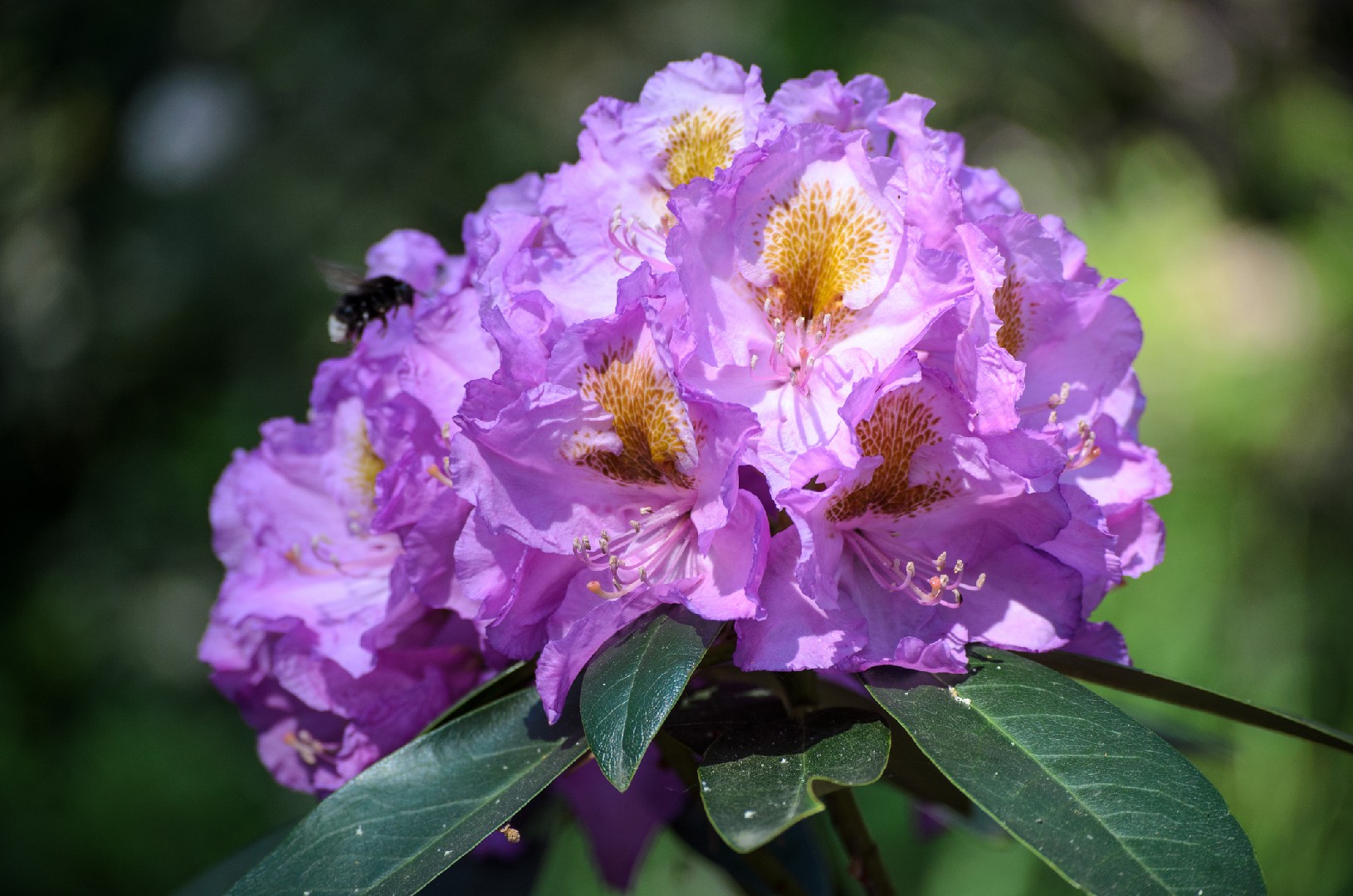 Azaleas 'Lem's Cameo' (Rhododendron 'Lem's Cameo') Flower, Leaf, Care ...