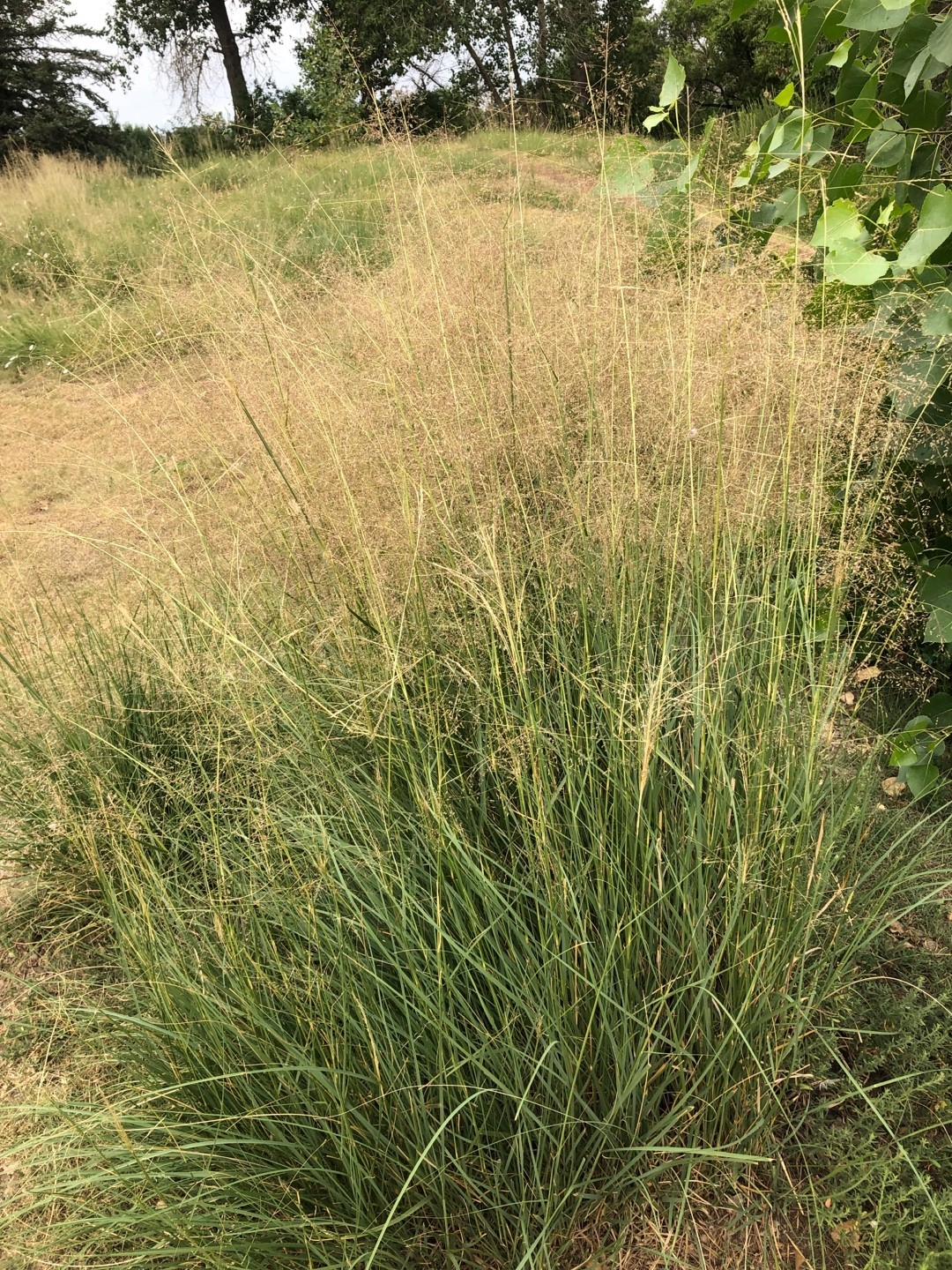 Zacate alcalino (Sporobolus airoides) - PictureThis