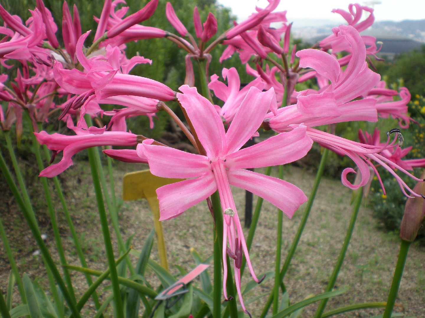 Nerine bowdenii - PictureThis