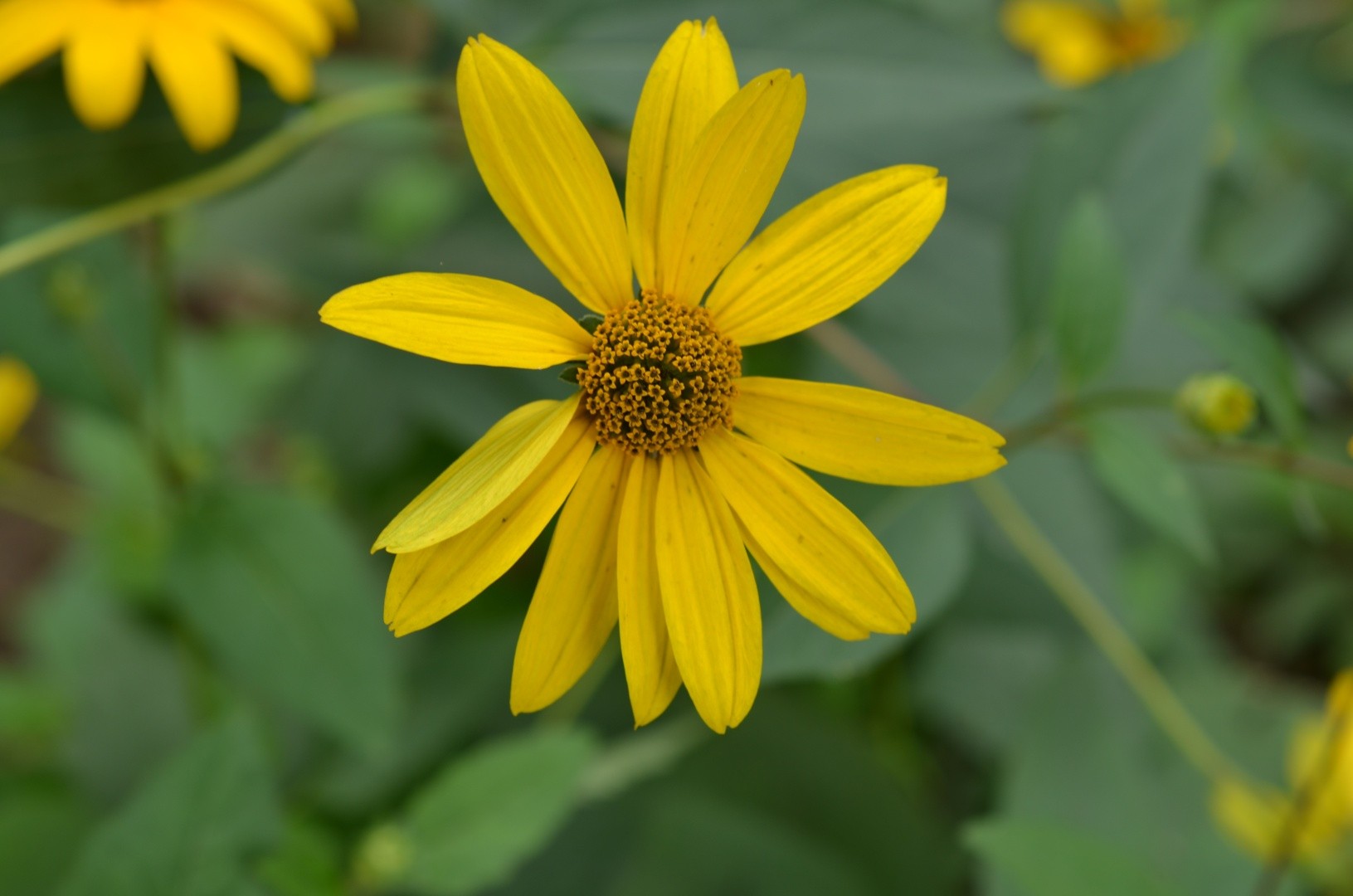 Helianthus laetiflorus Cuidados (Plantando, Fertilizantes, Enfermedades ...