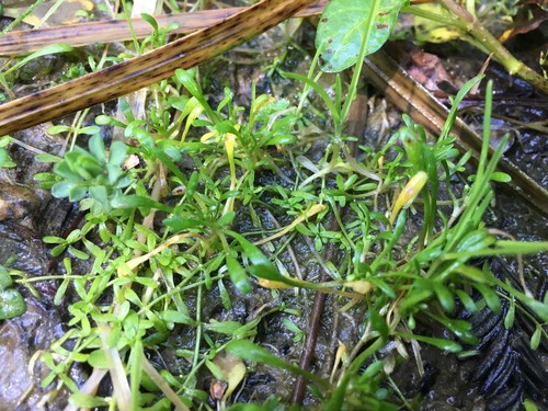 Montia howellii - PictureThis