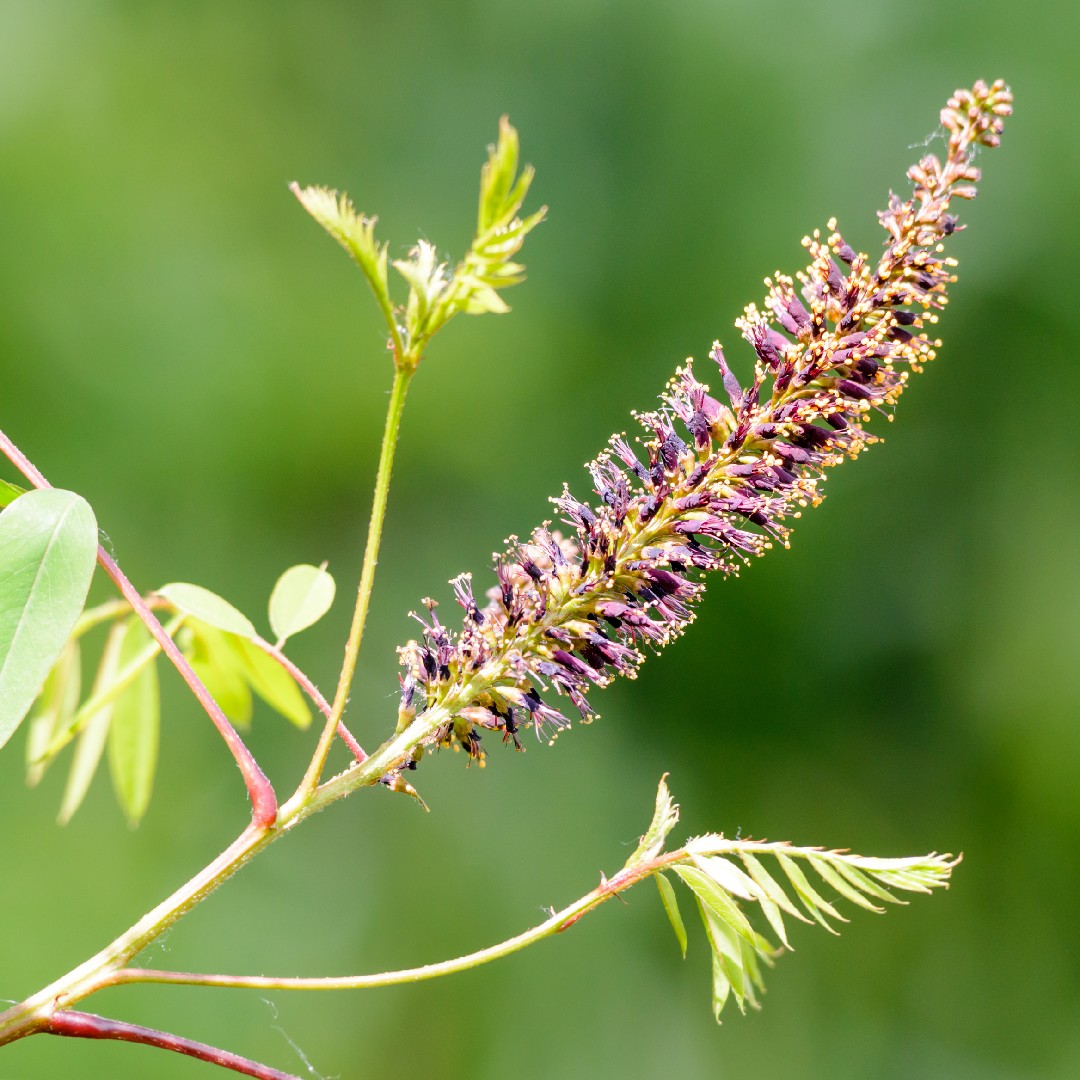 Amorphe buissonnante (Amorpha fruticosa) - PictureThis