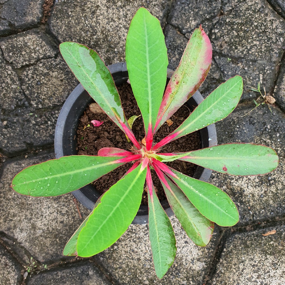 🍀 How to Grow and Care for Spurge