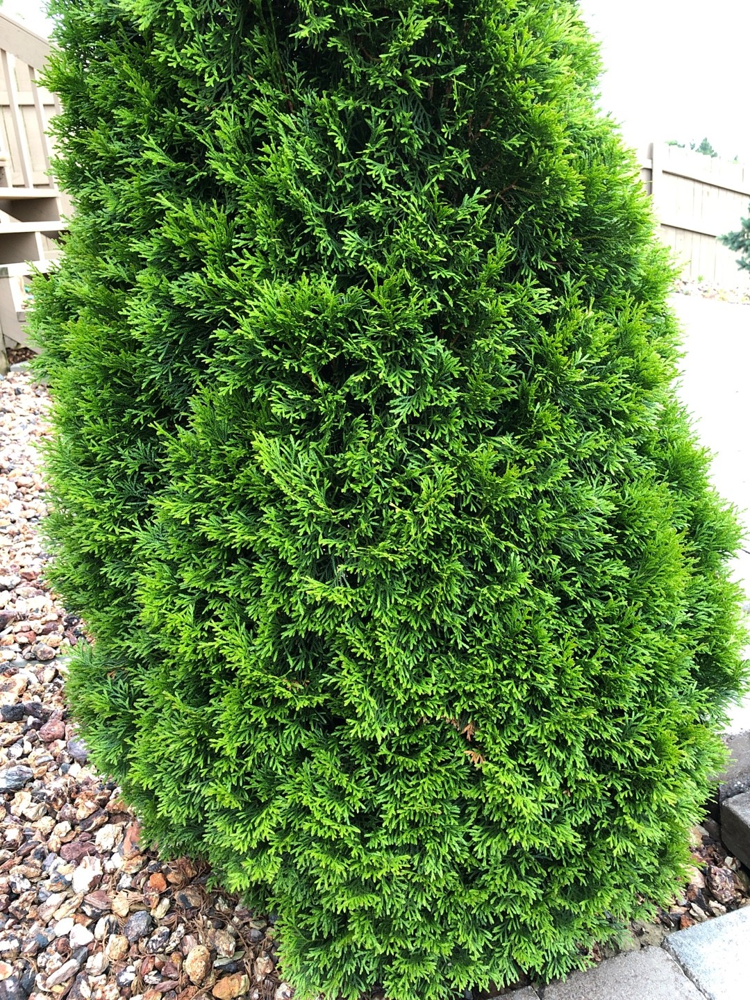 Thuja occidentalis 'Holmstrup' - PictureThis