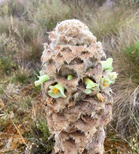 Puya (Puya) - PictureThis