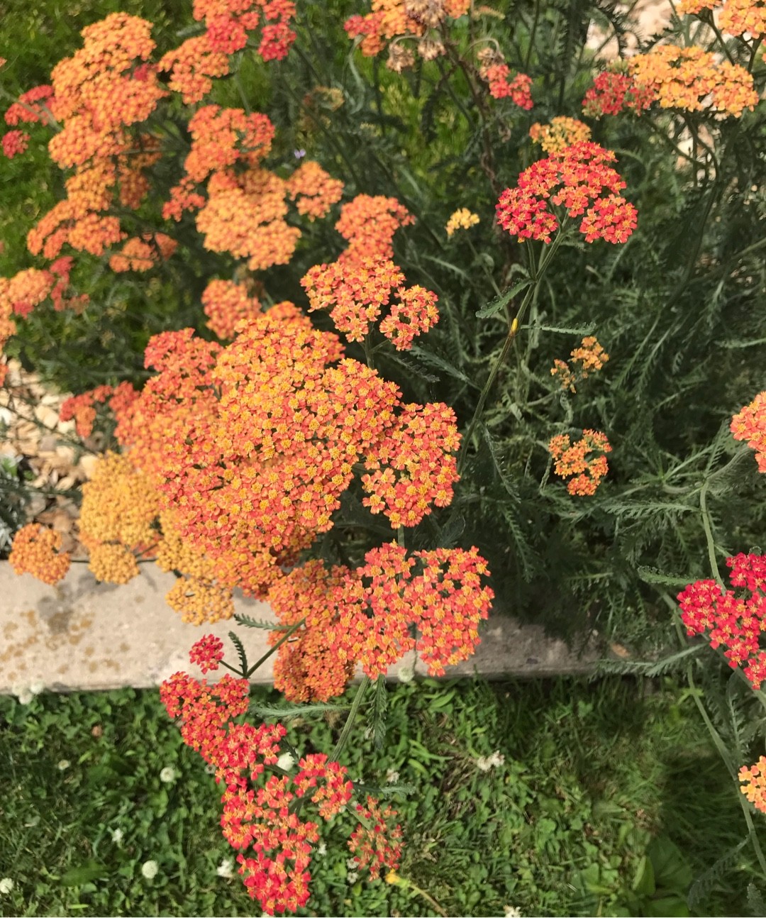 Achillea (Achillea) - PictureThis