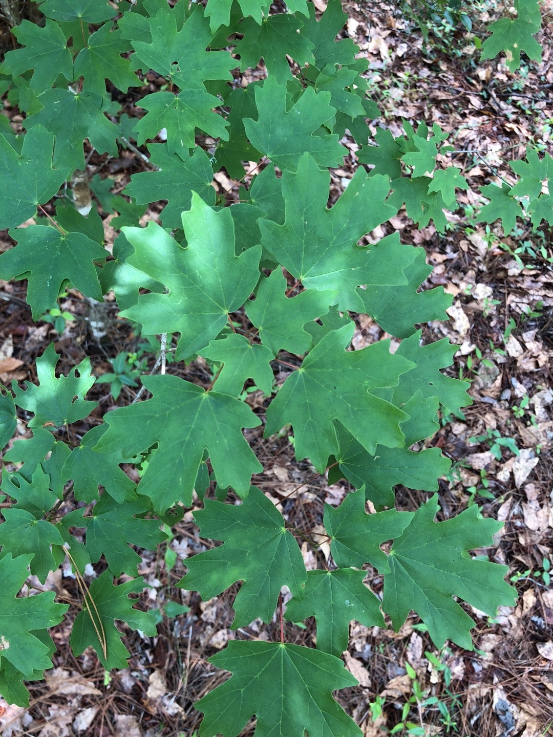 Florida Maple (Acer barbatum) Flower, Leaf, Uses - PictureThis