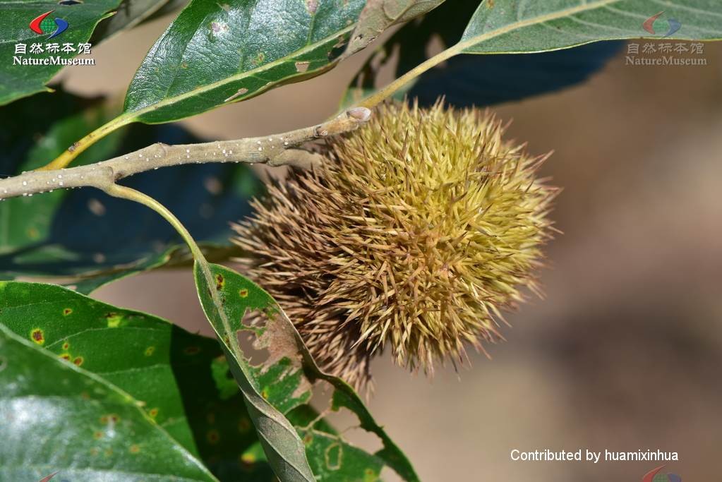 シナグリ（支那栗） (Castanea mollissima) 花言葉，学名，よくある質問 - PictureThis