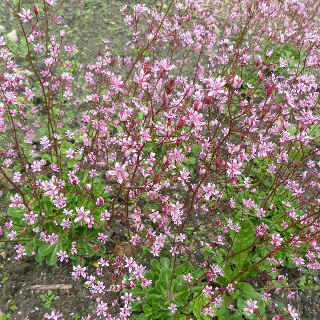 Saxifrages Care (Watering, Fertilize, Pruning, Propagation) - PictureThis