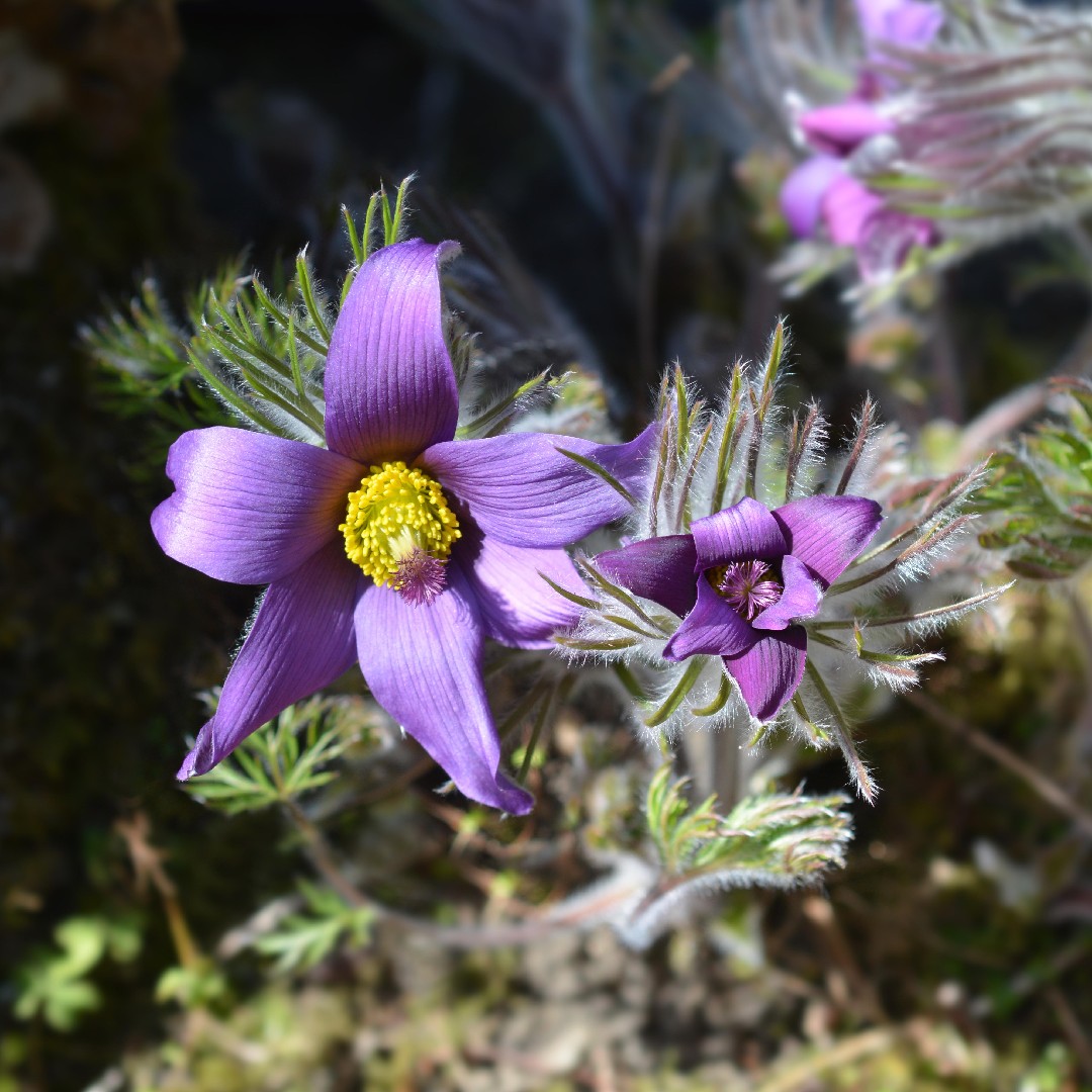 Pulsatilla - PictureThis