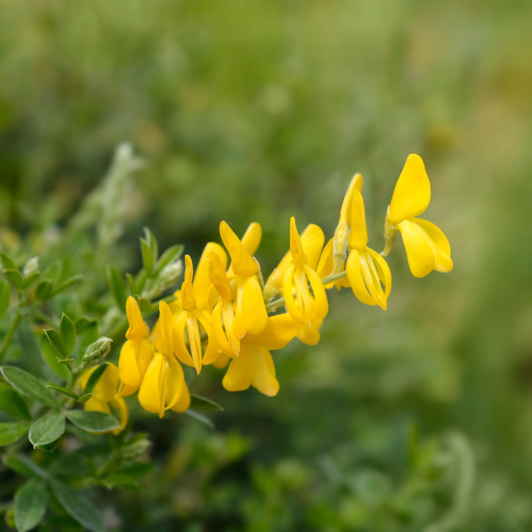 Genistas (Genista) - PictureThis