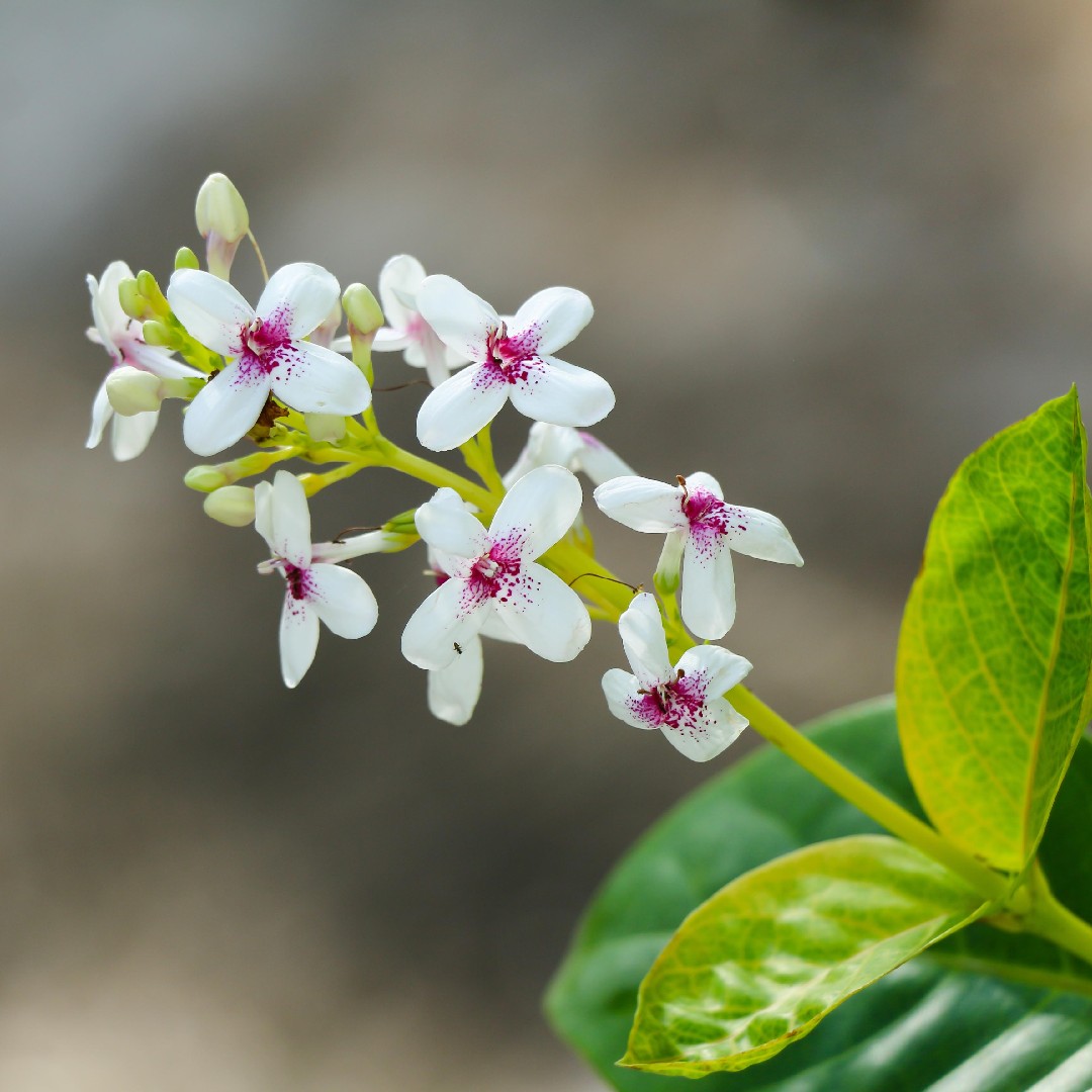 Golden pseuderanthemum (Pseuderanthemum reticulatum) Flower, Leaf, Care ...