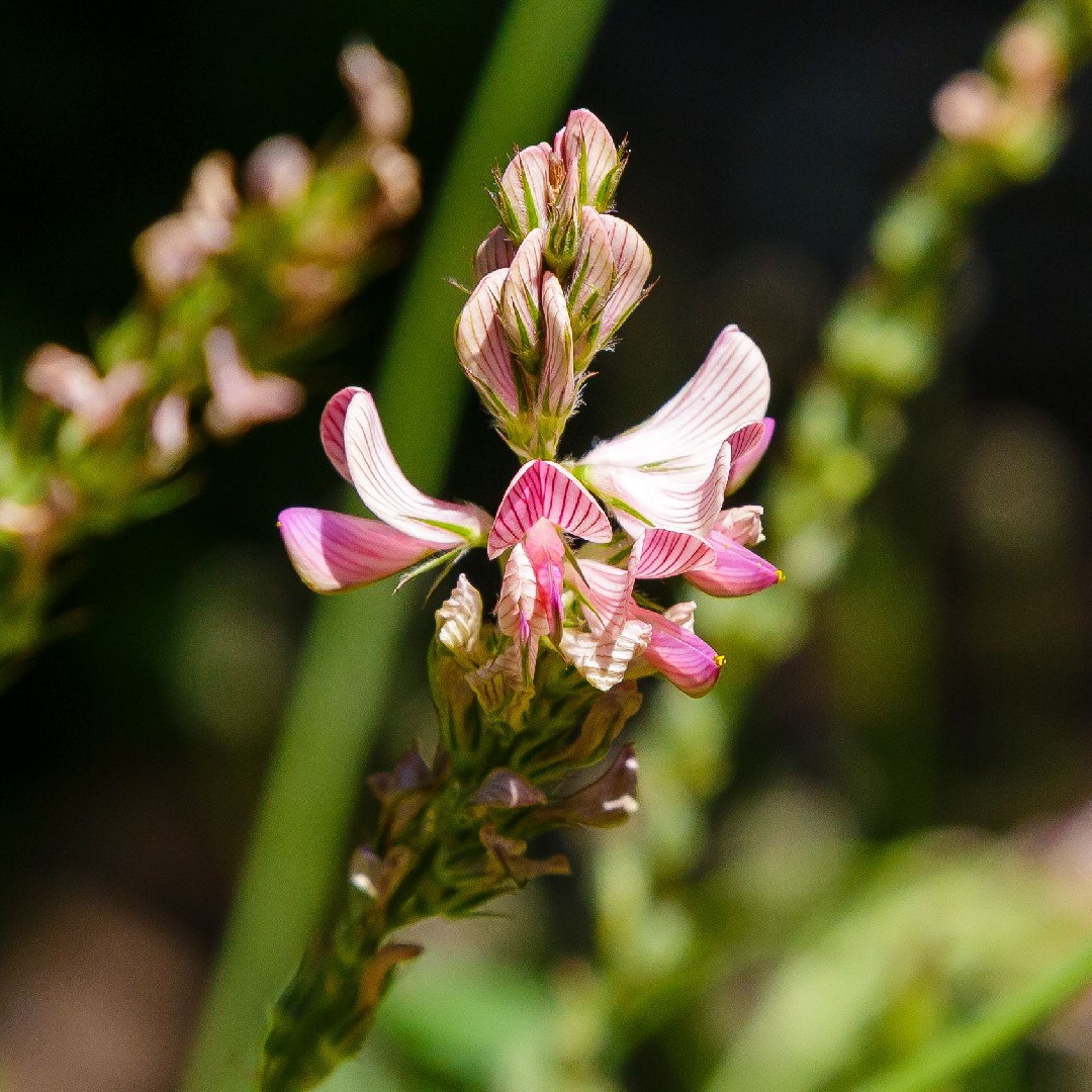 Sainfoins Care (Watering, Fertilize, Pruning, Propagation) - PictureThis