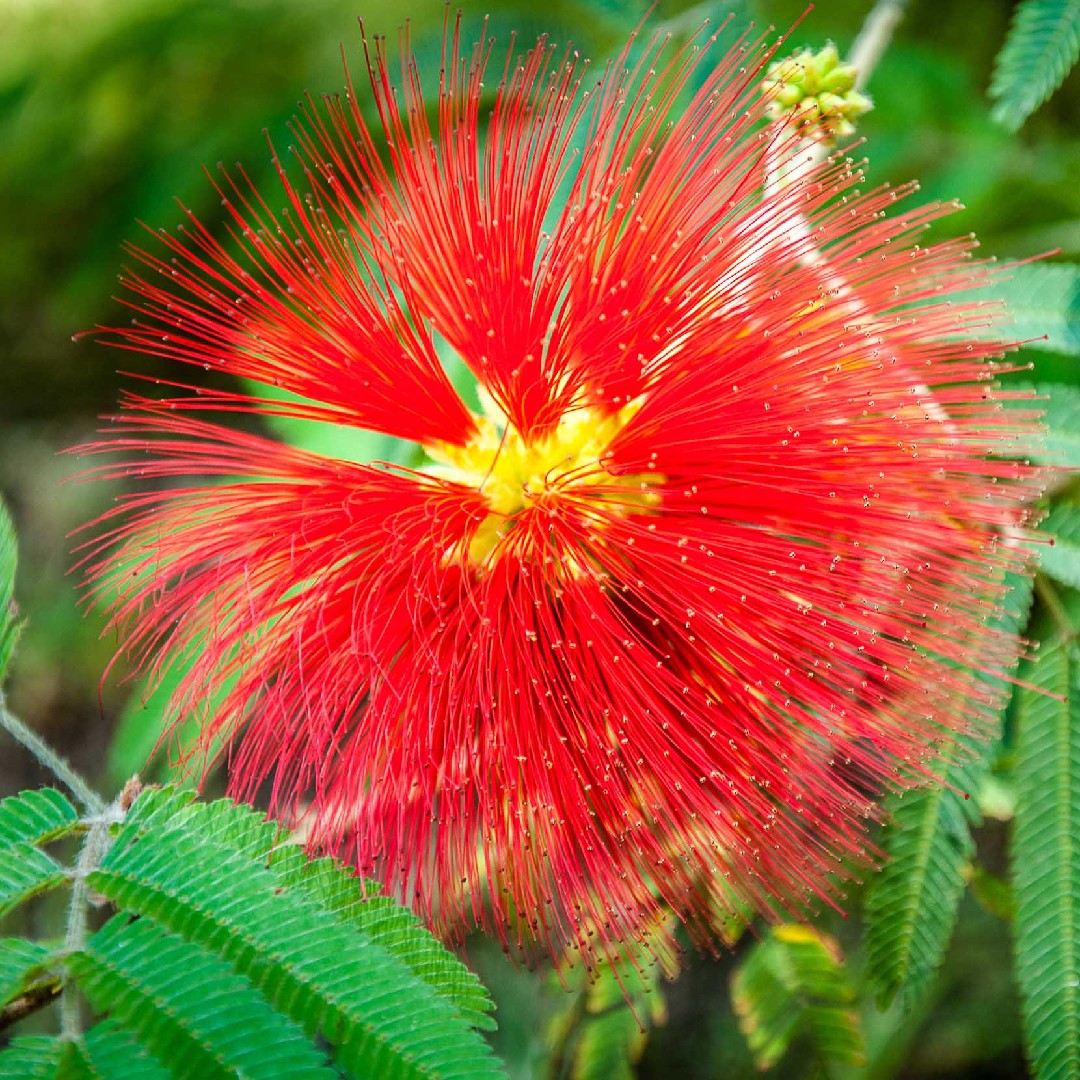 Calliandra (Calliandra) - PictureThis