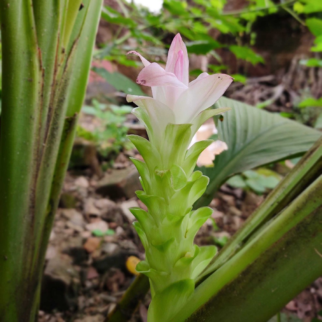 Curcuma Flower, Leaf, Care, Uses - PictureThis