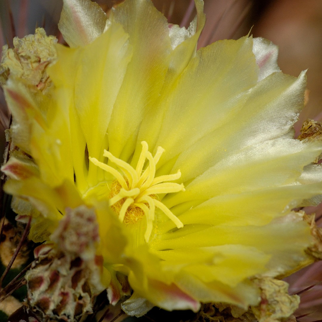 Ferocactus Flower, Leaf, Care, Uses - PictureThis