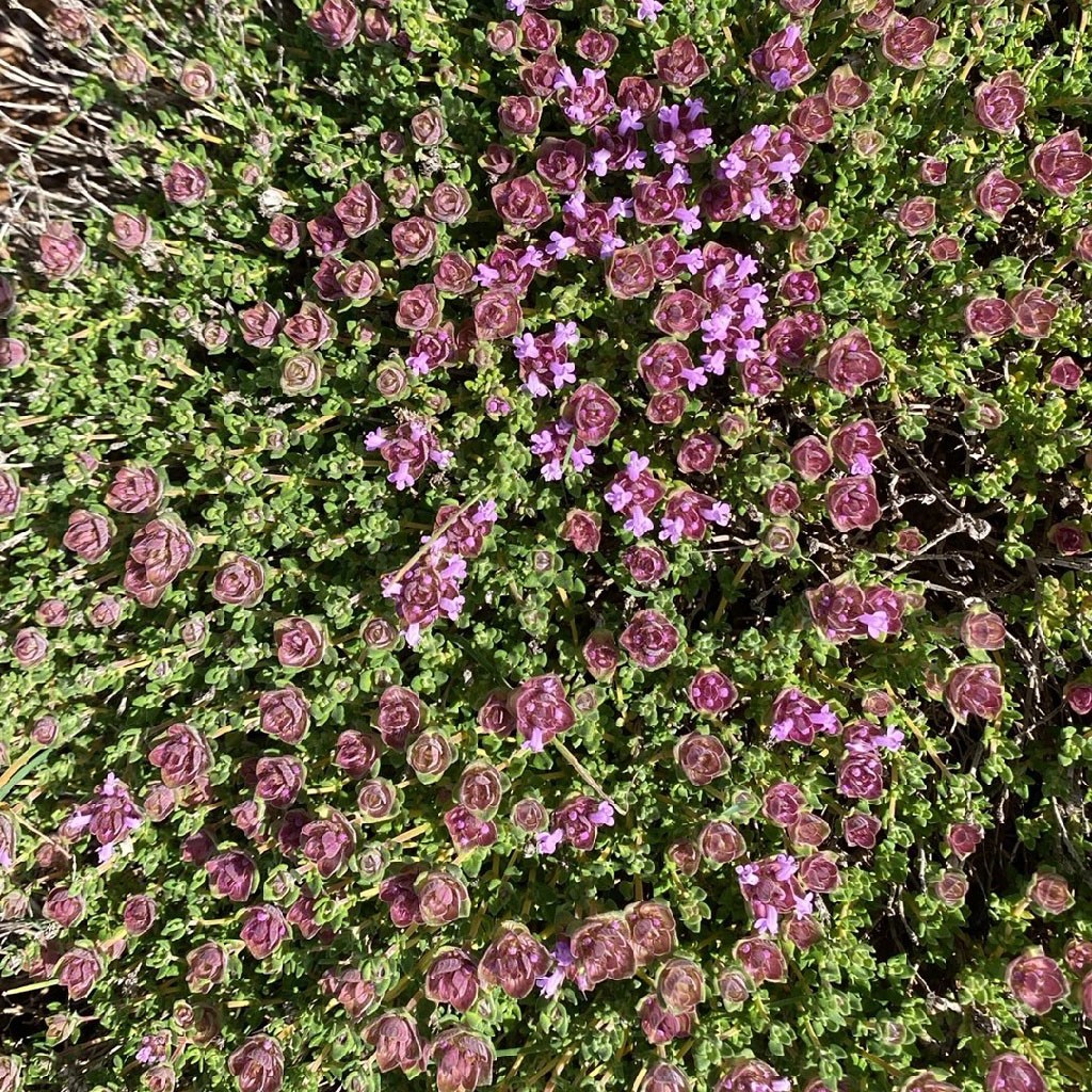 Tomillos (Thymus) - PictureThis