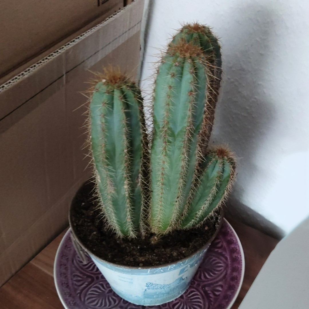 Tree cactus Care (Watering, Fertilize, Pruning, Propagation) - PictureThis