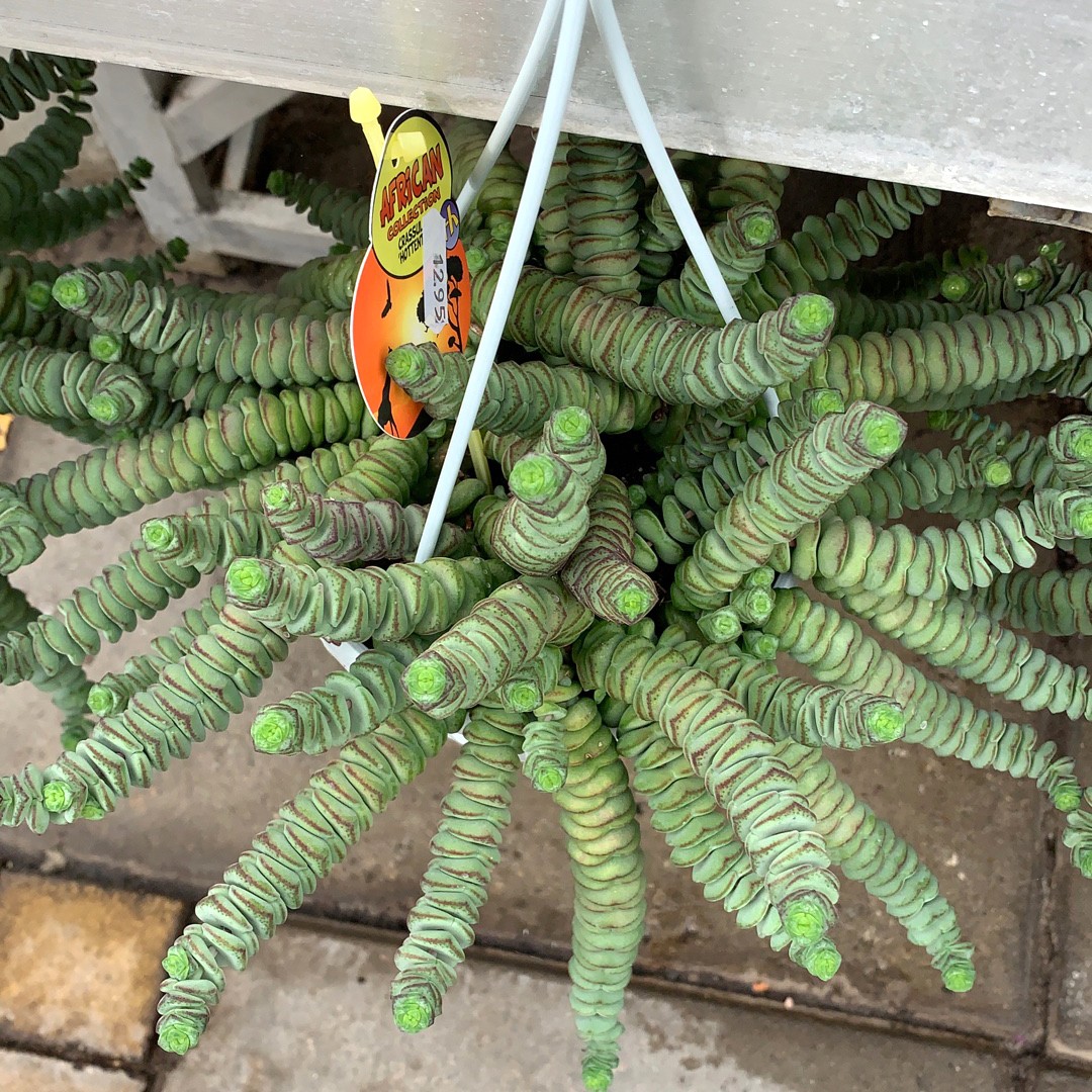 Crassula rupestris subsp. marnieriana - PictureThis