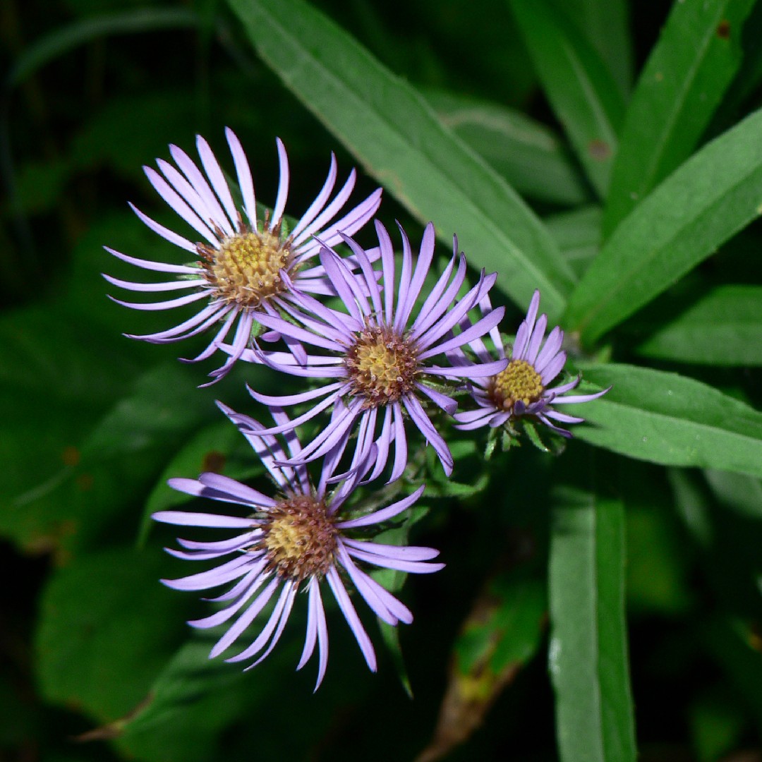 Mountain aster (Canadanthus) Flower, Leaf, Care, Uses - PictureThis