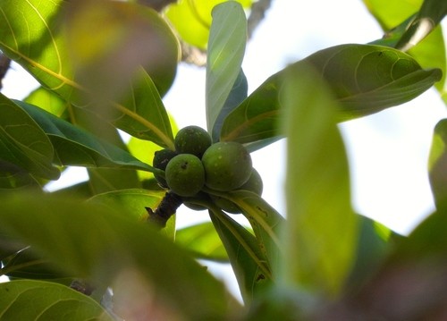 Amate negro (Ficus cotinifolia) - PictureThis