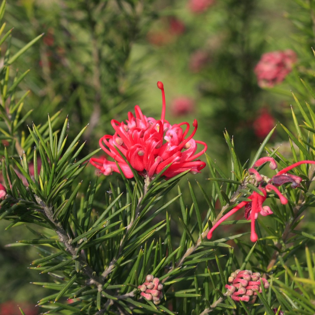 Grevillea juniperina - PictureThis