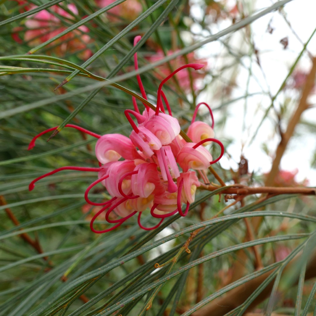 Grevillea johnsoniiのお世話ガイド 育て方 育て方（潅水, 施肥, 剪定, 病気）- PictureThis