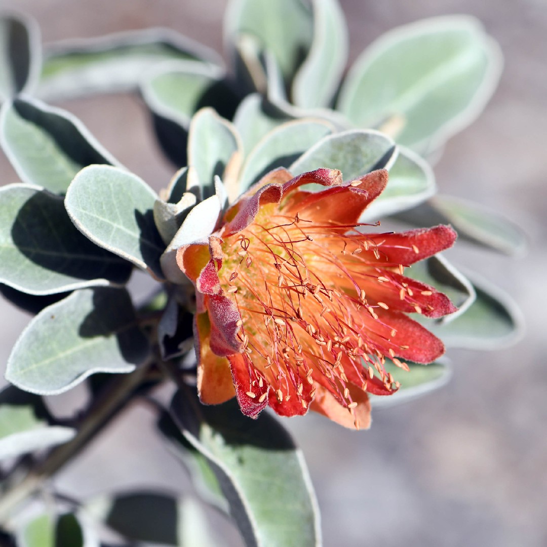 Diplolaena Care (Watering, Fertilize, Pruning, Propagation) - PictureThis