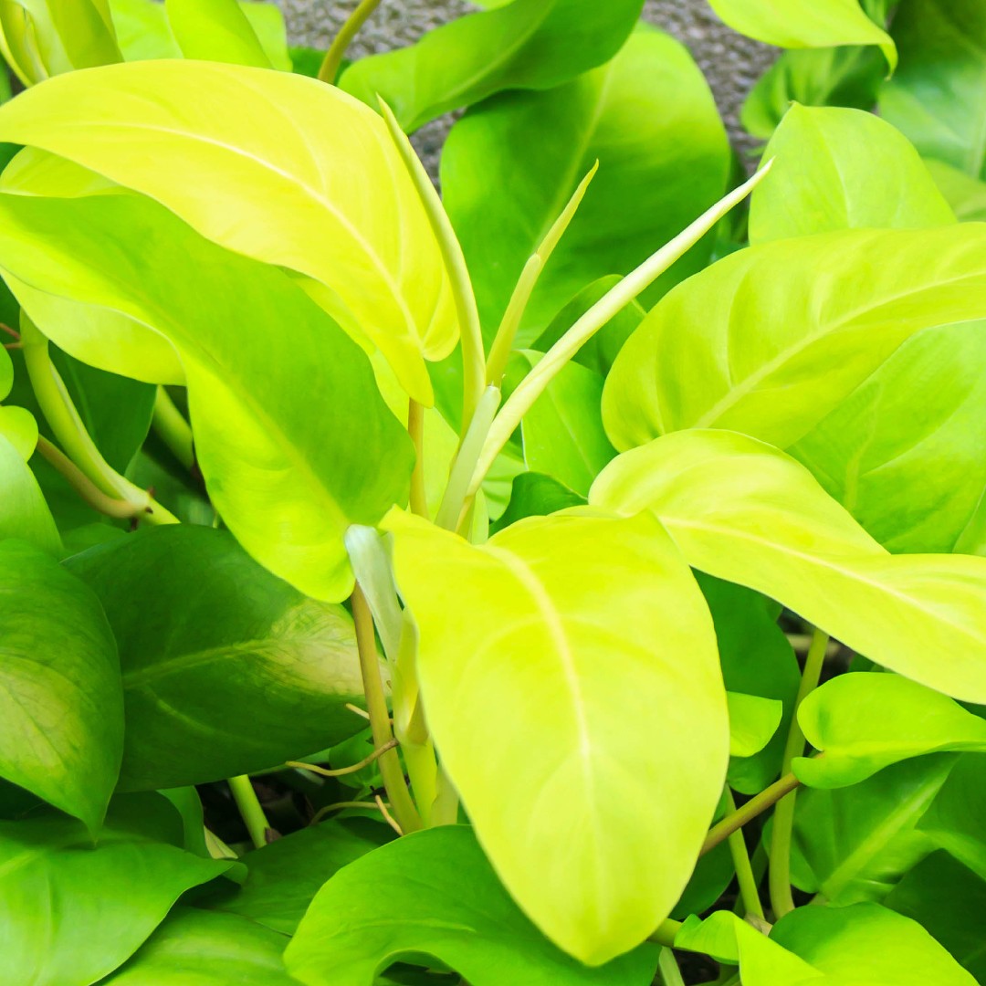 Philodendron 'Golden Goddess' - PictureThis