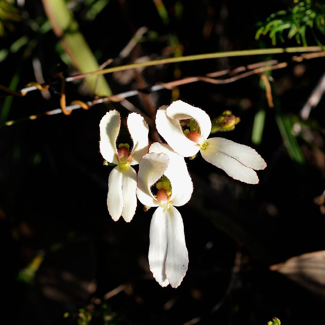 Stylidium - PictureThis