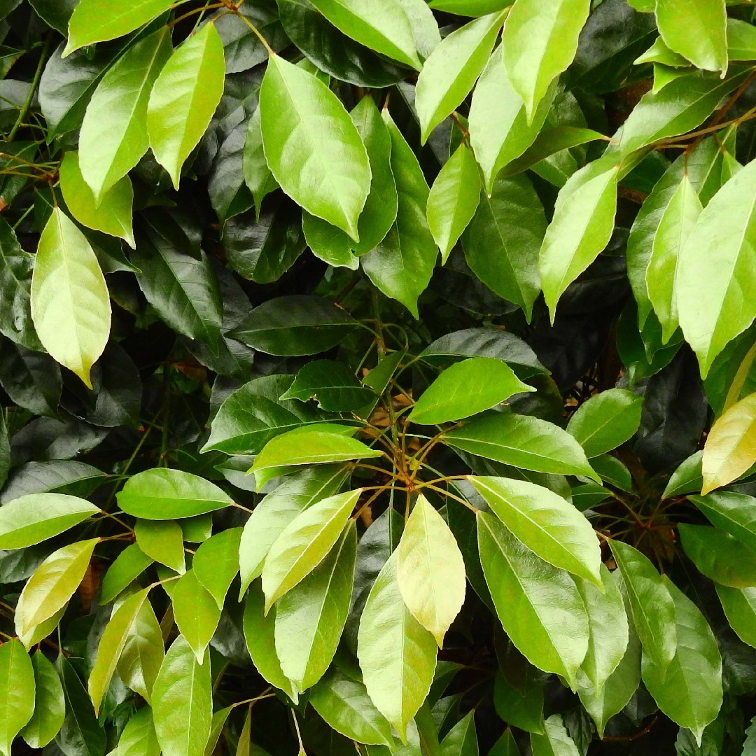 Elaeocarpus Flower, Leaf, Care, Uses - PictureThis