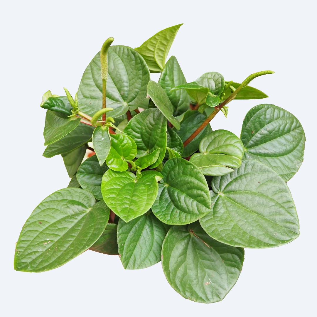 Radiator plant 'Rana Verde' (Peperomia 'Rana Verde') Flower, Leaf, Care ...