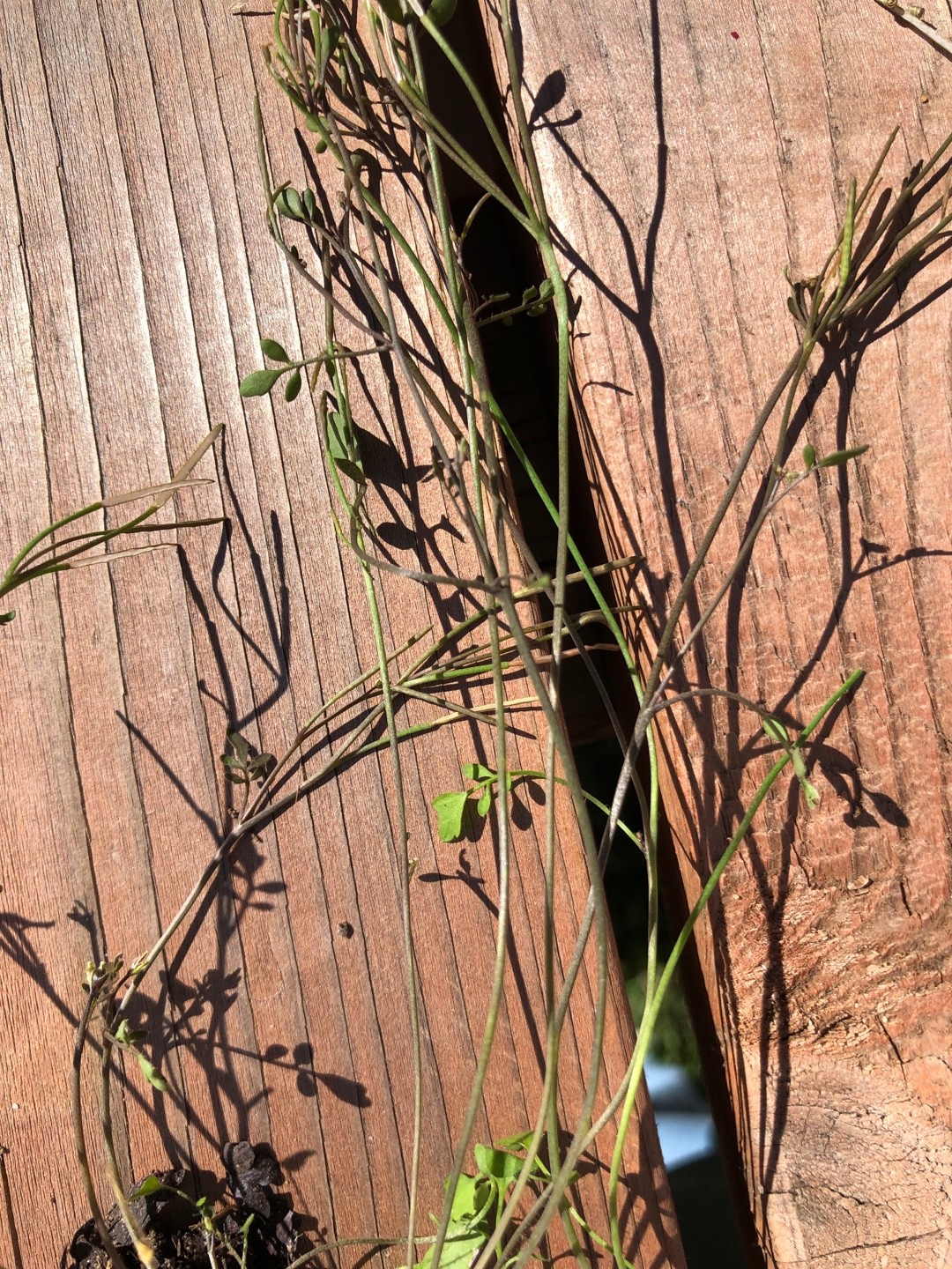 Schaumkräuter (Cardamine) - PictureThis