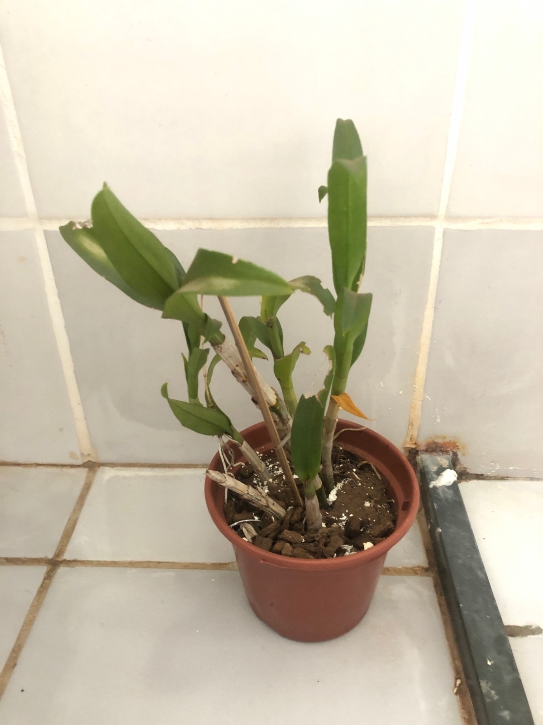 Cattleya (Cattleya) Flower, Leaf, Care, Uses - PictureThis