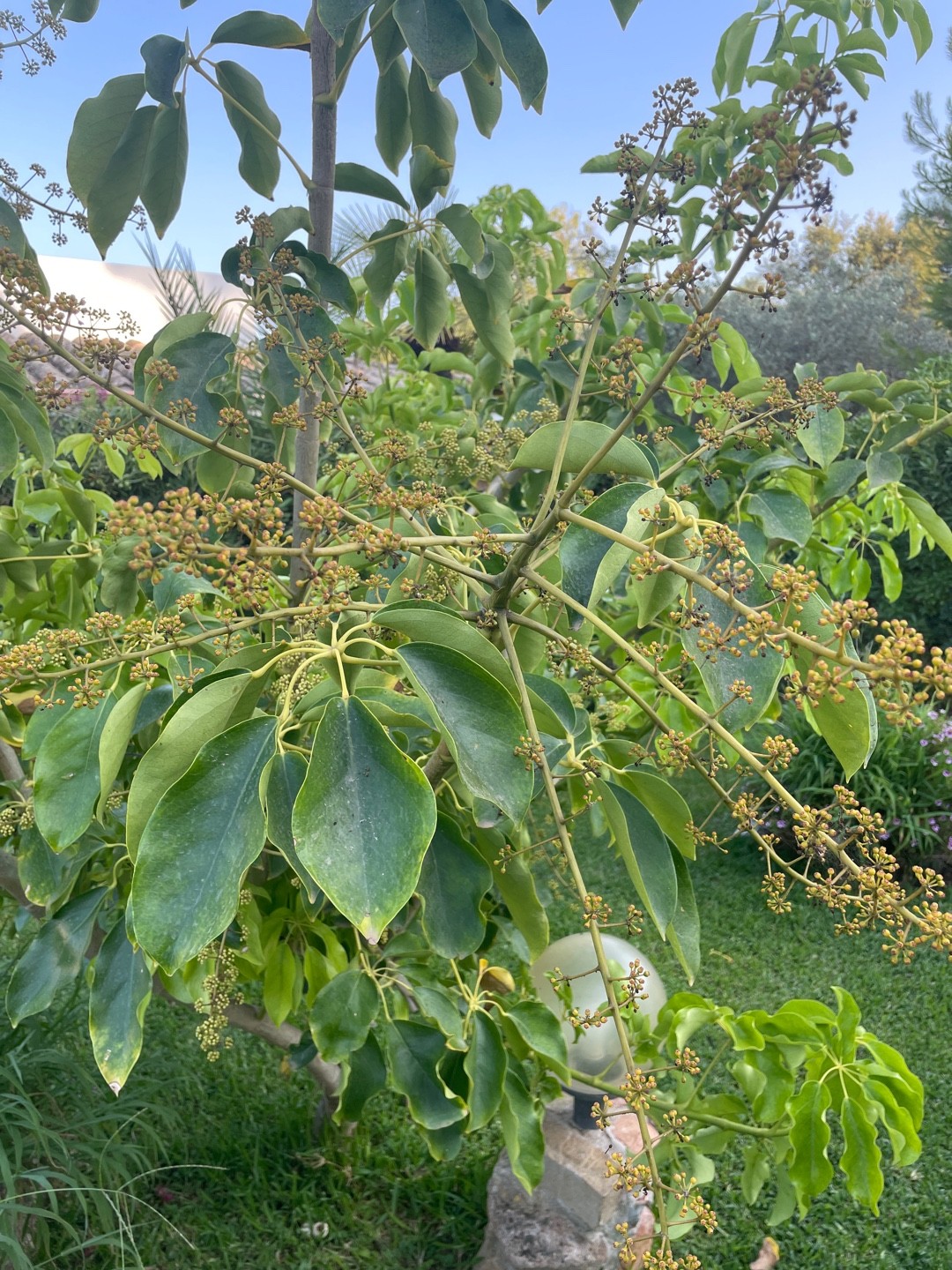 Schefflera Care (Watering, Fertilize, Pruning, Propagation) - PictureThis