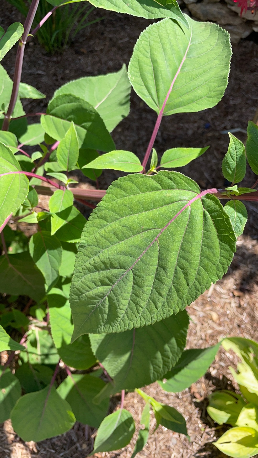 Salvia involucrata - PictureThis