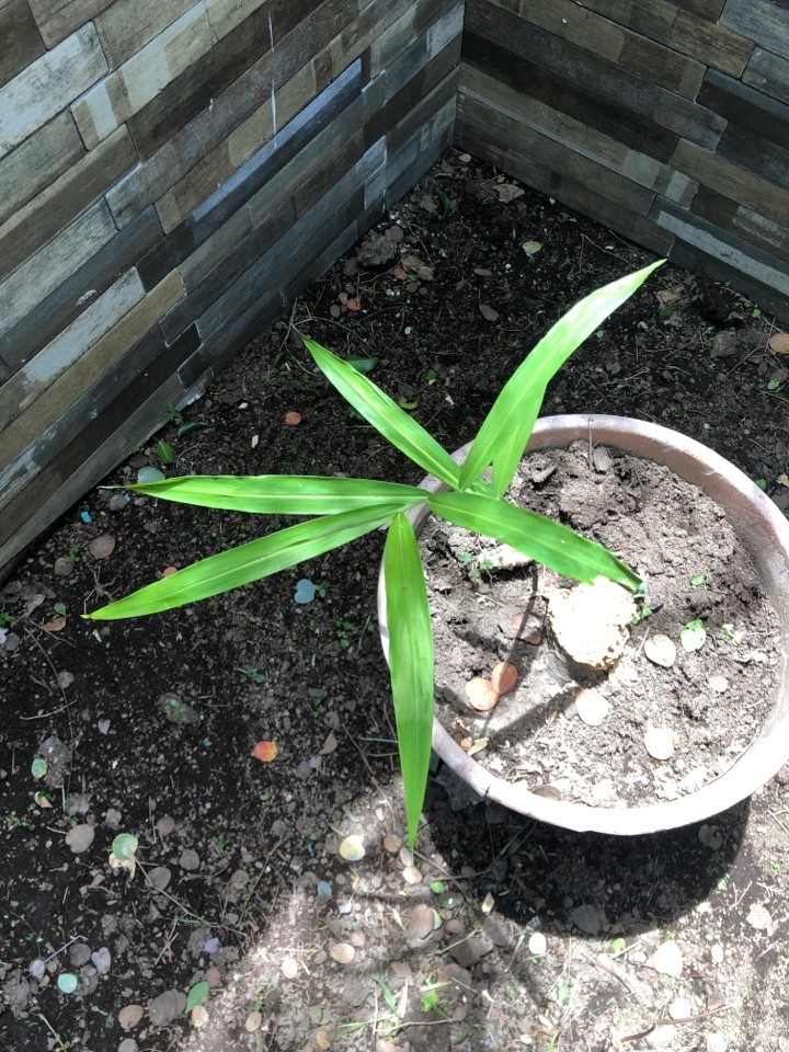 Ginger (Zingiberaceae) Flower, Leaf, Care, Uses - PictureThis