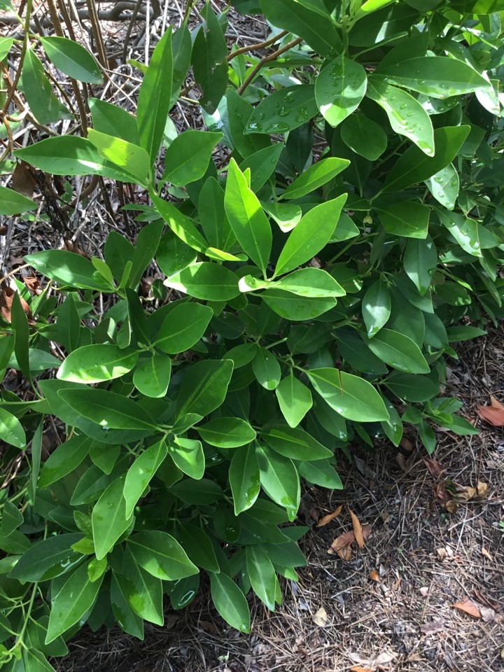 감탕나무속 (Ilex) - PictureThis